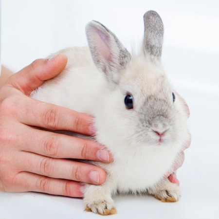 Rabbit Anaesthesia - ONCORE