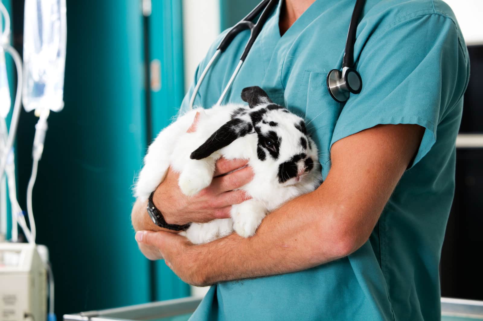Rabbit Anaesthesia - ONCORE