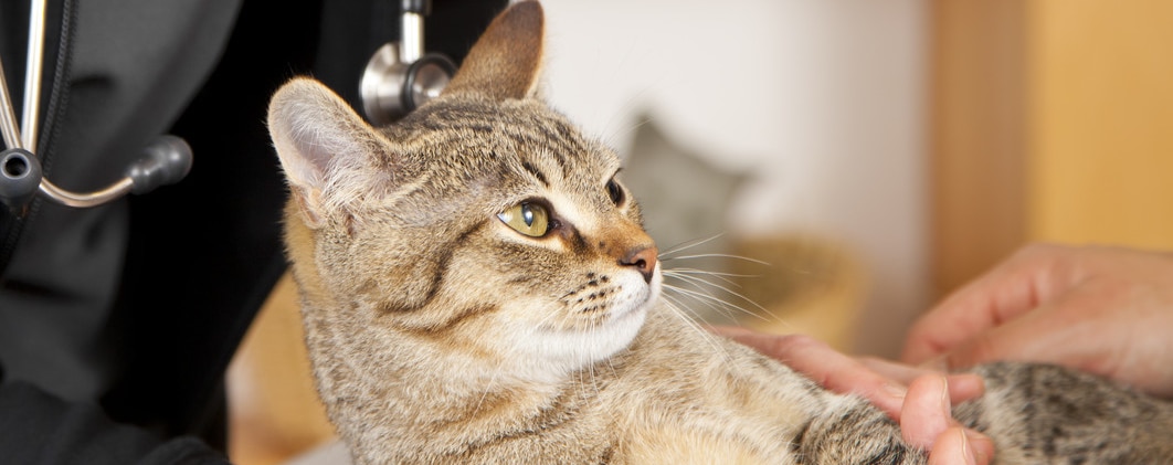 Feline Hypertension Month - ONCORE